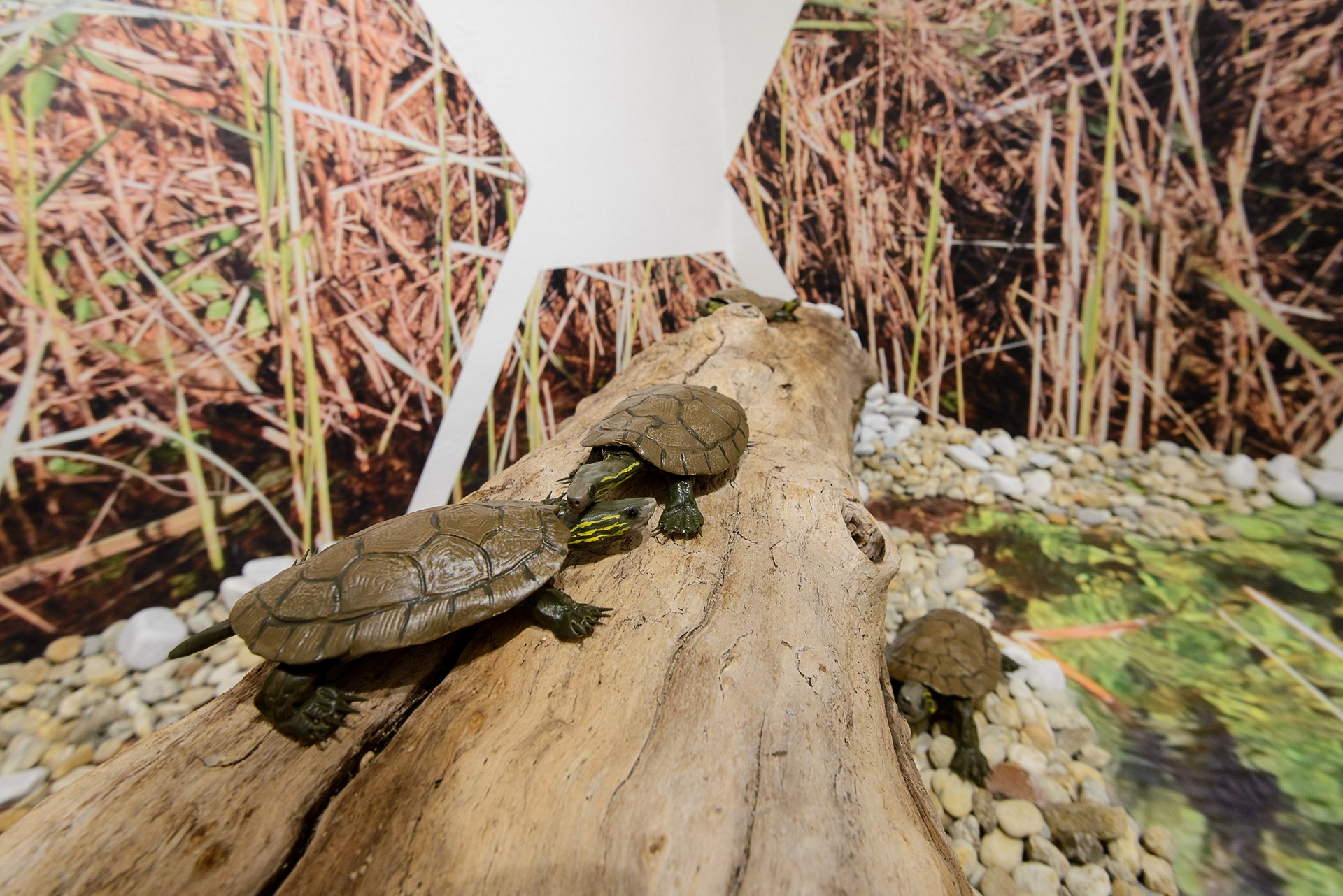The Balkan pond turtle – Natural History Museum Dubrovnik