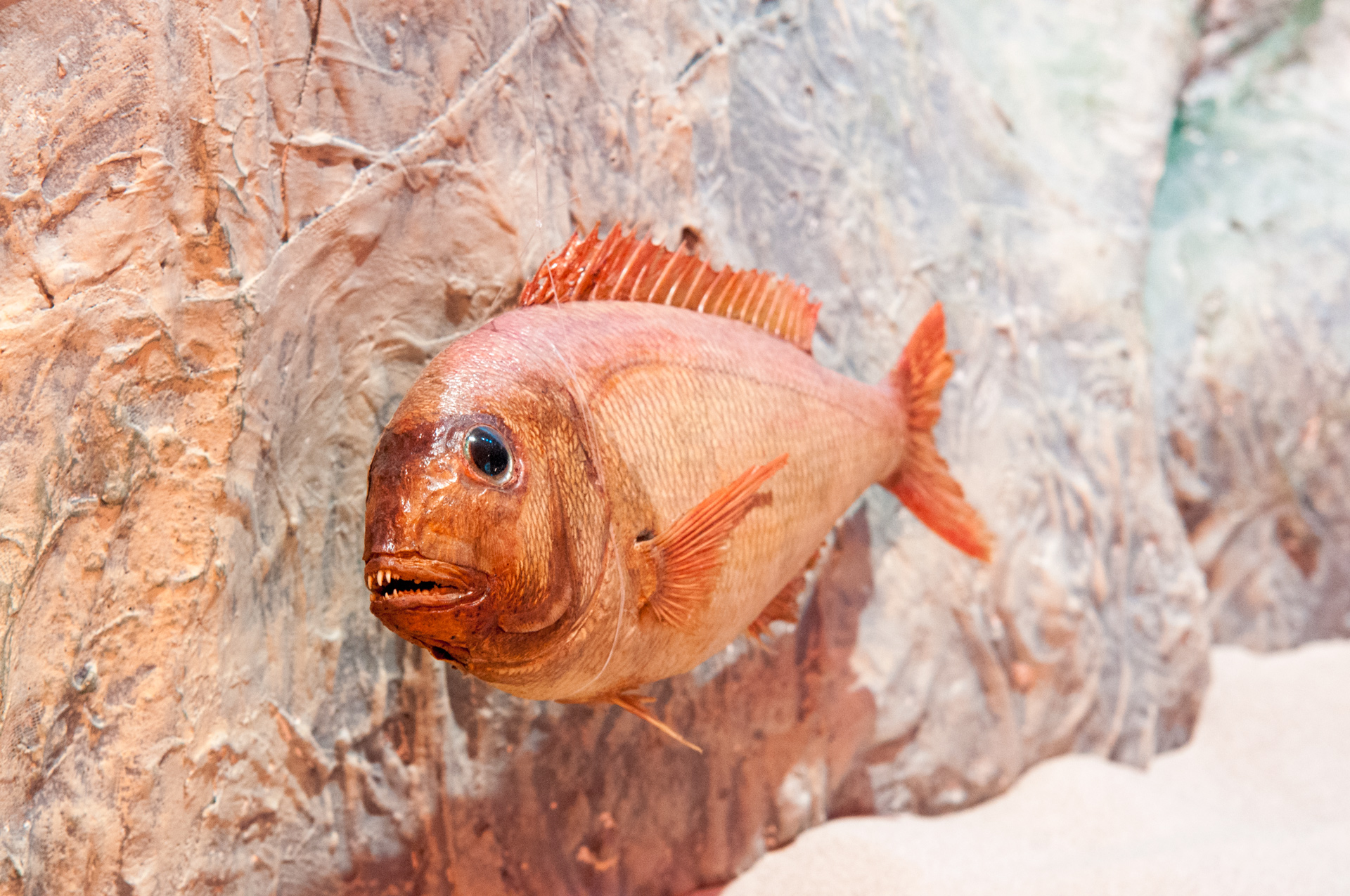 Fish of the Dubrovnik Region – Natural History Museum Dubrovnik